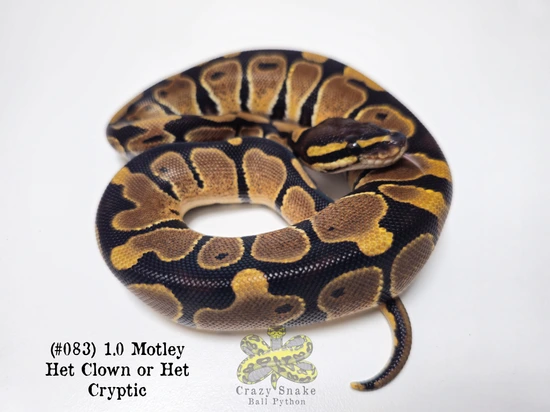 Motley Het Clown Or Het Cryptic Ball Python by Crazy Snake Ball Python ...