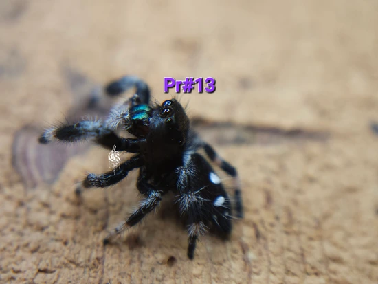 Regal Jumping Spider (Phidippus.regius) by Gypsy's Souls