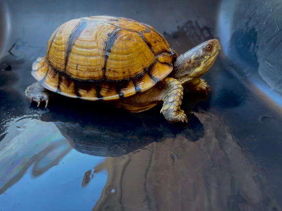 High Golden Box Turtle by TopStarReptiles