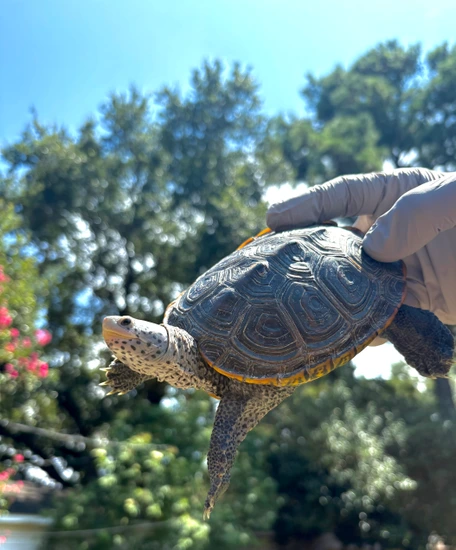 Beautiful Blue Skin Diamondback Terrapin by TopStarReptiles