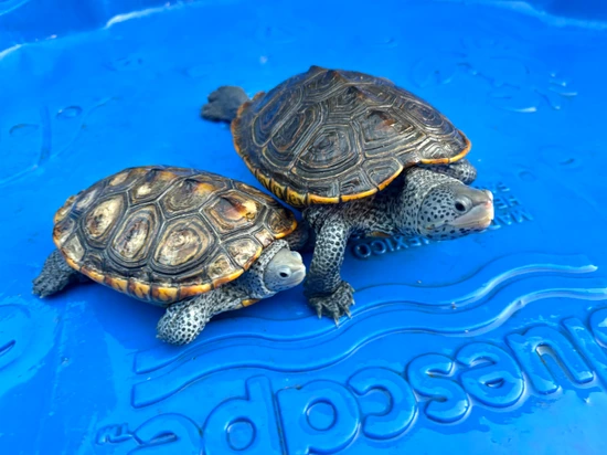 1.1 (RTB)Blue Skin Northern Diamond Back Terrapin by TopStarReptiles