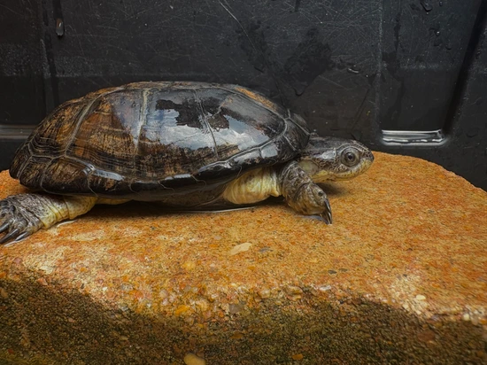 African Dwarf Mud Turtle Mud & Musk Turtles by TopStarReptiles