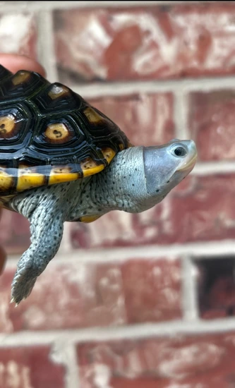 Blue Skin Ornate Diamondback Terrapin by TopStarReptiles