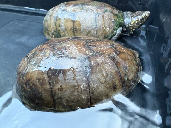 4 Pack Mud Turtle Mud & Musk Turtles by TopStarReptiles