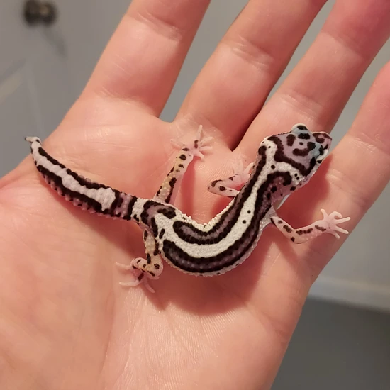 Mack Snow Lavender Bold Stripe Pos Het. Tremper Leopard Gecko by Cream ...