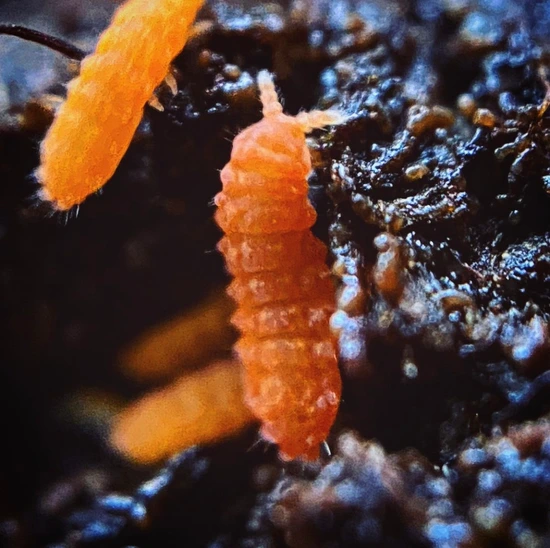 (25ct) Fire Orange Springtails "Yuukianura Aphoruroides" Isopod by ...
