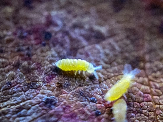 (25+) Yellow Albino Springtails "Ceratophysella Sp" Isopod by Creation ...