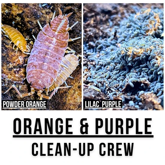 Combo Pack - Lilac Purple Springtails (50ct) + Powder Orange Isopods ...