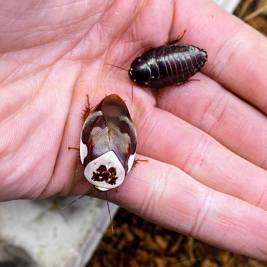 12 Centurion Roach (Gyna Centurio) - Display Roach & Starter Colony ...