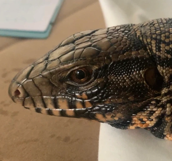 Colorful Firebelly Tegu Argentine Tegus by Reptile World