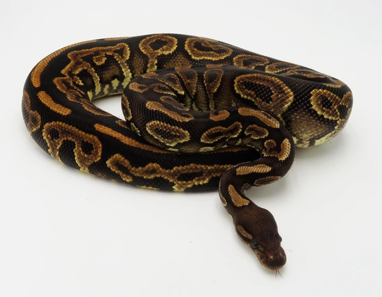 Black Pastel Jedi Yellow Belly Ball Python by Python Designs