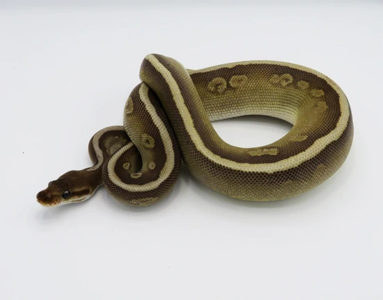 Black Pastel Hidden Gene Woma Mojave Enchi Fire Yellow Belly Odium Ball ...