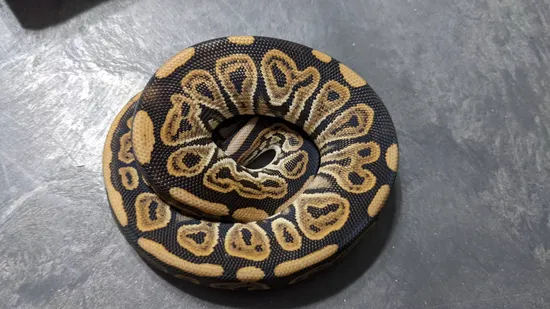 Black Pastel PH Lavender Clown Pied Ball Python by Kaptive Keepers