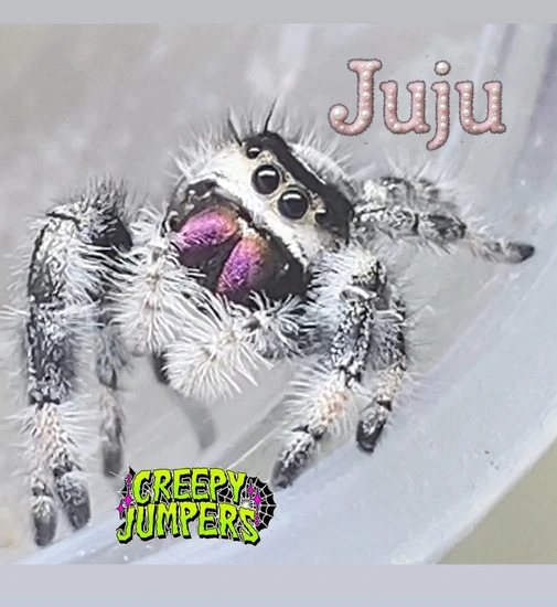 Juju – Epic I7 Regal Female | Fuzzy White • Bold • Stunning Chels ...