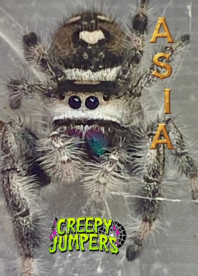 🐉 ASIA — Adult Female · Instar 9 · Bright • Elegant • Vibrant 🐉 Jumping ...