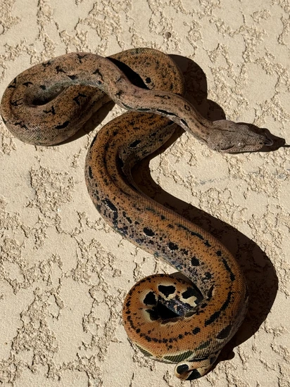 Img Scoria 66% Het Sharp Snow Boa Constrictor by Crested Ballers & Boas