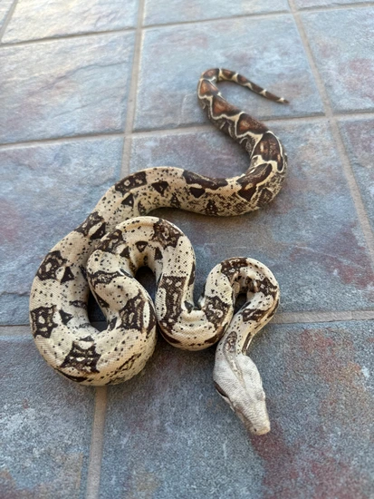 Vpi 66% Snow Boa Constrictor by Crested Ballers & Boas