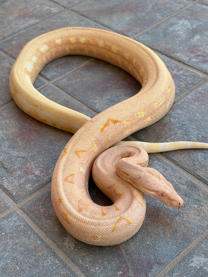 Purple Line Sharp Scoria Boa Constrictor by Crested Ballers & Boas