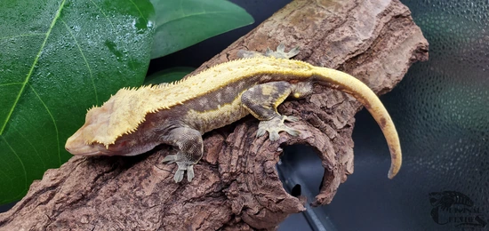 Autobahn Crested Gecko by Criminal Cresties