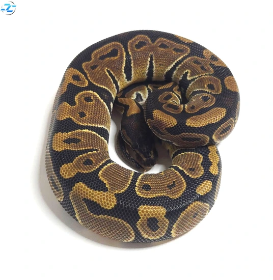 Female Het Desert Ghost Ball Python by Crimson Coils