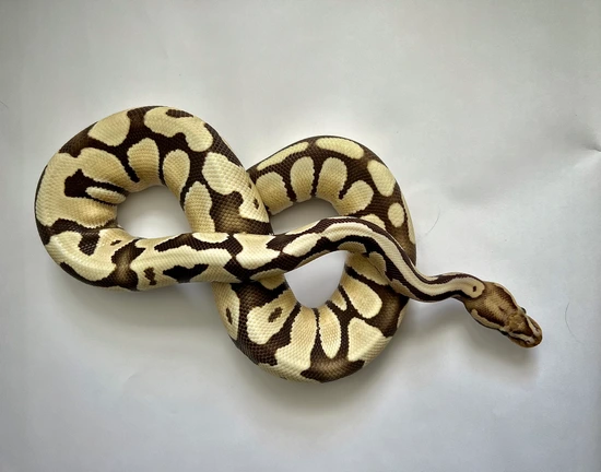 Fire OD DG Ball Python by Crosier's Balls