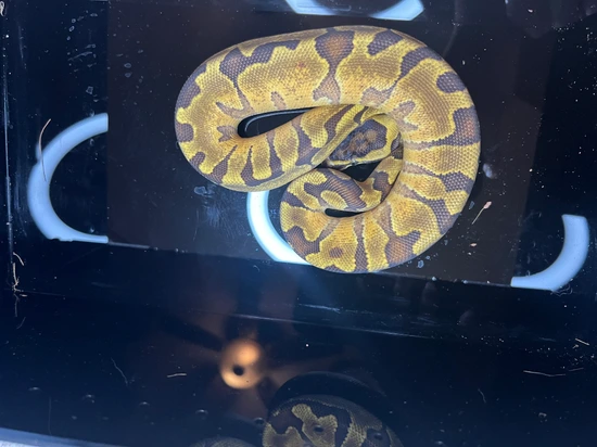 Super Enchi Fire Asphalt/YB Ball Python by Crosier's Balls