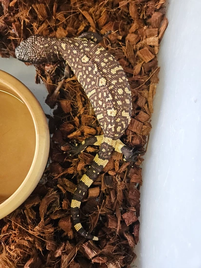 Baby Beaded Lizards by Happy Herps