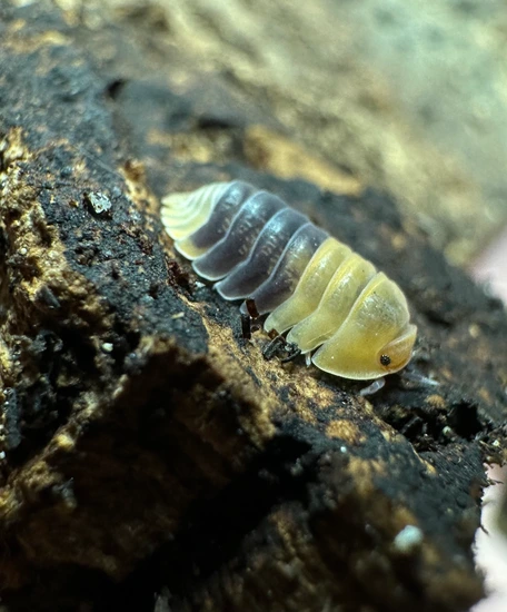 10ct Rubber Bee Isopod by Crown Jewel Reptiles