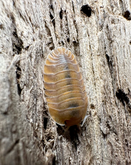 10+ Troglodillo “Sunset” Isopod by Crown Jewel Reptiles