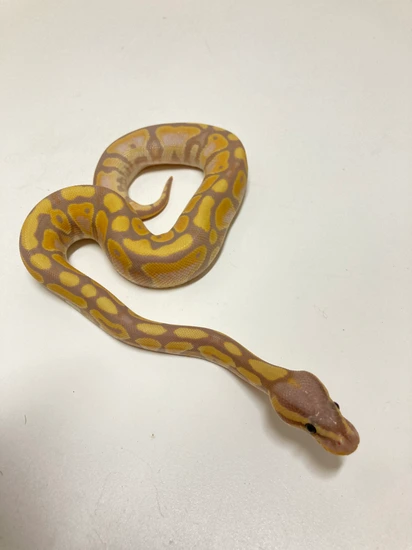 Banana Het Clown Ball Python by Chris’ Reptiles