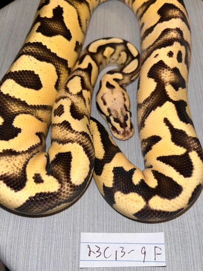 Pastel Enchi Fire Yellow Belly Orange Dream Het Clown Ball Python by ...