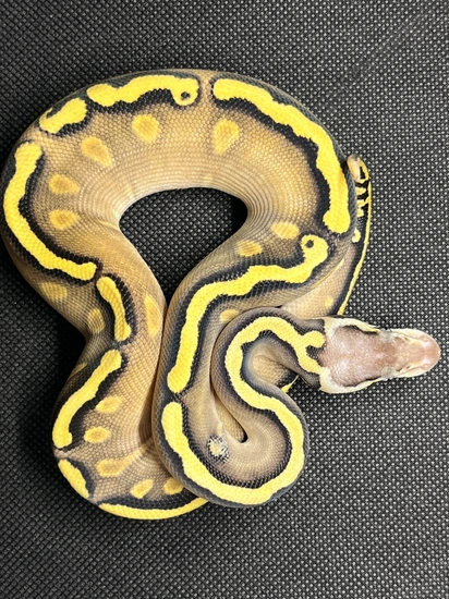 GHI Phantom Black Head Yellow Belly Pastel Het Clown Ball Python by ...
