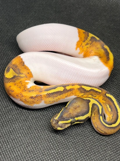Enchi Vanilla Hurricane Yellow Belly/gravel Pied Ball Python by Sizer's ...