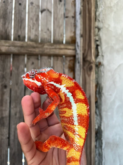 Panther Chameleon by Aztec Morphs