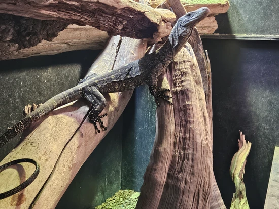 Long Term Captive Crocs! Crocodile Monitor by Cryptic Creations LLC