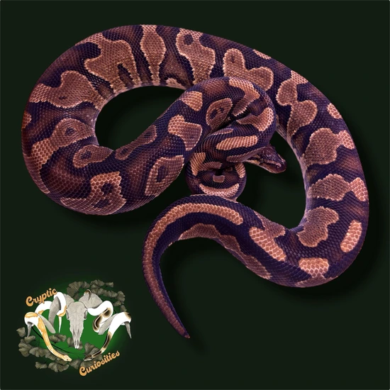 Gravel/YB Ball Python by Cryptic Curiosities
