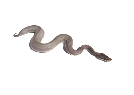 Acid Super Mystic Possible Leopard Black Pastel Ball Python by Crypticoils