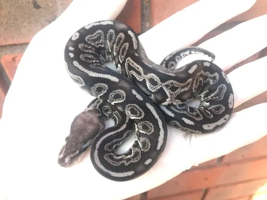 Super Green Pastel Ball Python by Crystal Palace Reptiles
