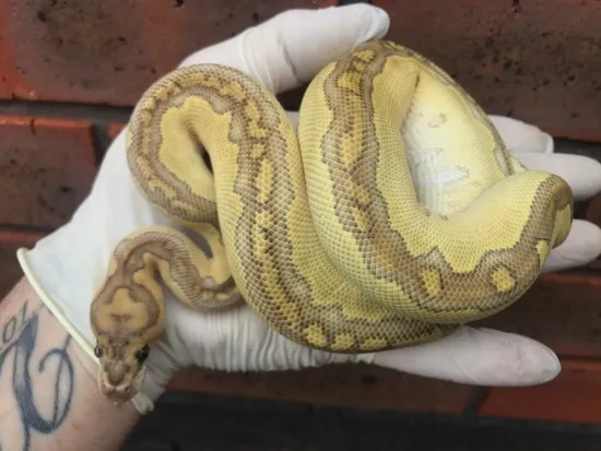 Clown Leopard Butter Ball Python by Crystal Palace Reptiles