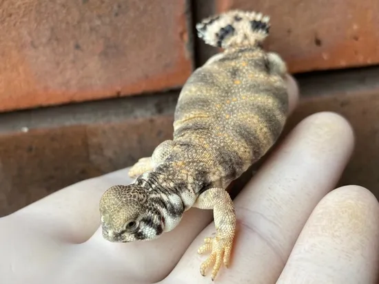 Oman Dabtail Lizard (Uromastyx Thomasi) More Lizard by Crystal Palace ...