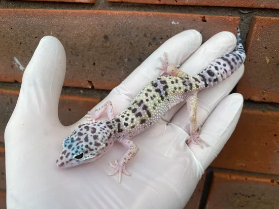 Pakistan (Montanus) Leopard Gecko by Crystal Palace Reptiles