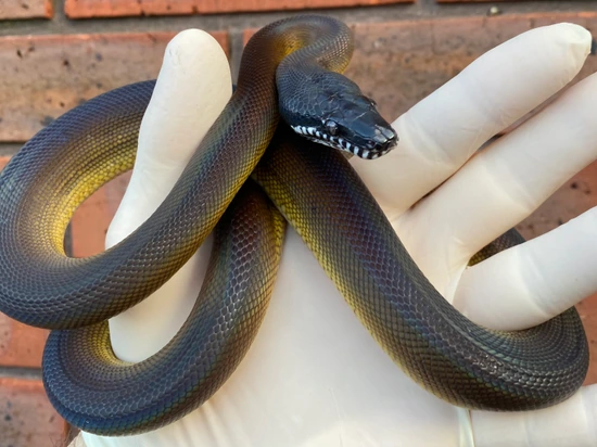 Northern (Gold) D' Alberts Python White-Lipped Python by Crystal Palace ...