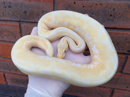 Lavender Albino Bumblebee Ball Python by Crystal Palace Reptiles