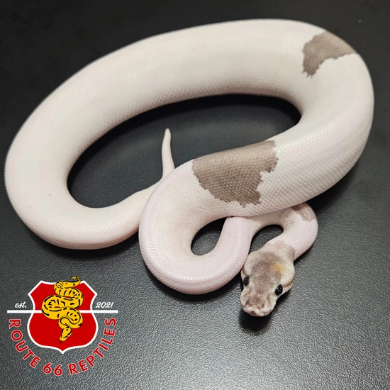 Black Pastel Super Cinnamon Champagne AKA 8Ball Matter Ball Python by ...