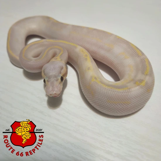 Super Pastel Banana Highway POS Enchi (Female Maker) Ball Python by ...
