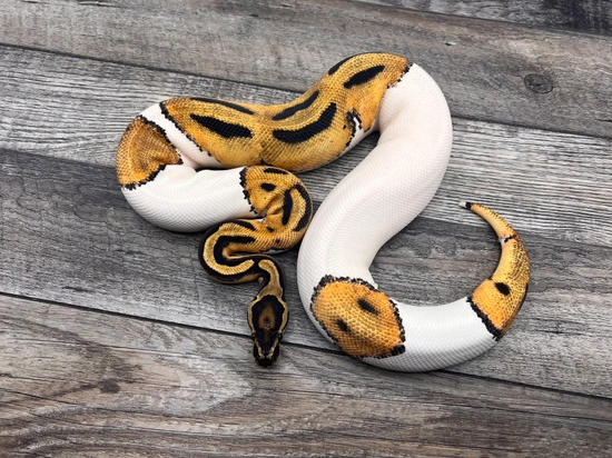 OD Pied Ball Python by CTH Reptiles