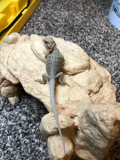 Hypo Translucent Tiger 100% Het Zero Central Bearded Dragon by CT’s Dragons