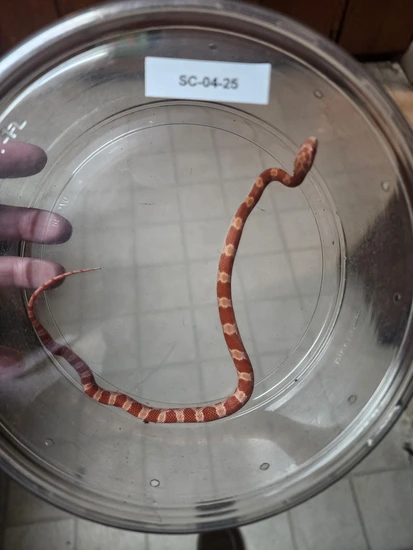 Amelanistic Possible Halo #4 *pet Only* Corn Snake by Sneaky Snakes