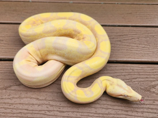 Lipstick Line Sunglow Motley Probable Jungle Het Anery Boa Constrictor ...