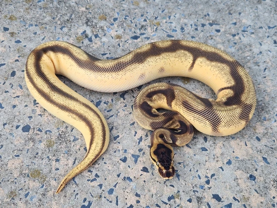 Super Orange Dream Enchi Leopard Yellowbelly Ball Python by Custer Constriction